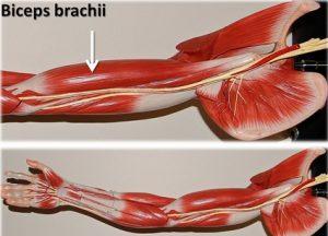 Biceps Trigger Points and Referred Pain Pattern | Trigger Point Self-Help